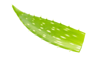 Prodent Max - Natural & Organic Toothpaste