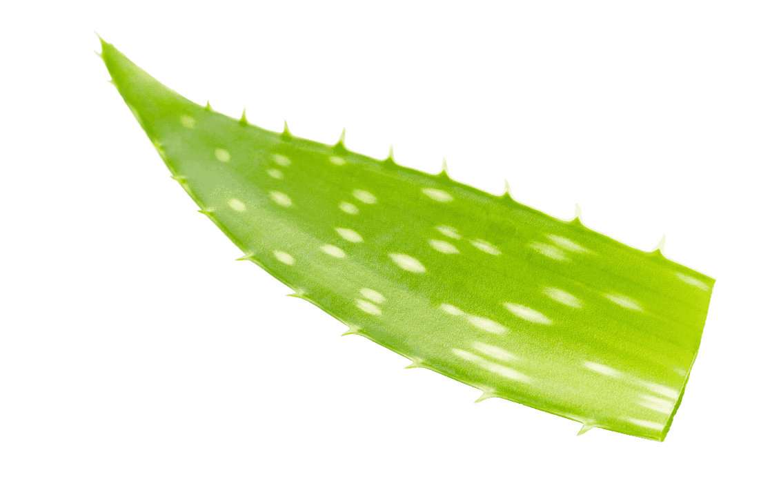 Prodent Max - Natural & Organic Toothpaste